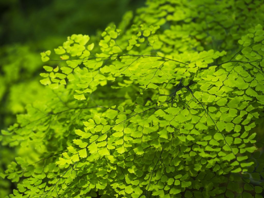 How to Grow Maidenhair Fern Outdoors: Expert Guide - Foliage Friend ...