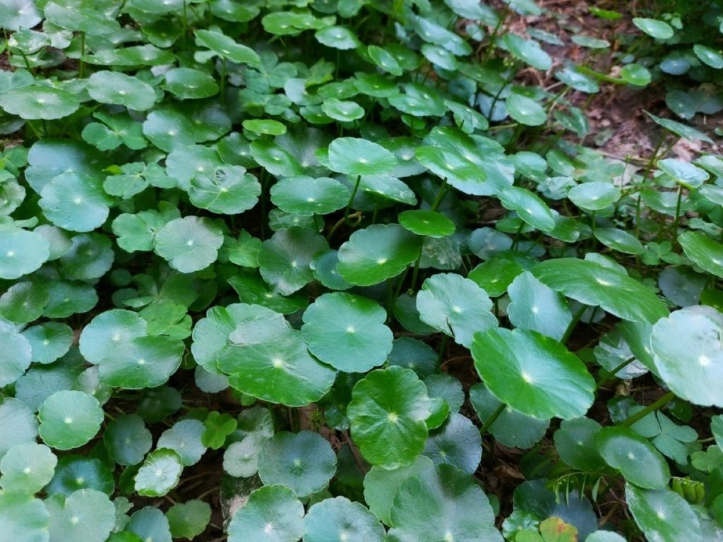 Pilea Types: A Concise Guide to Popular Varieties - Foliage Friend ...