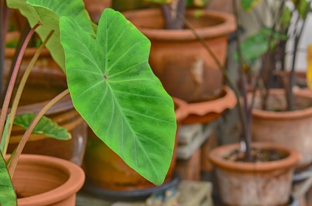 Elephant Ear Plant Types: A Comprehensive Guide - Foliage Friend ...