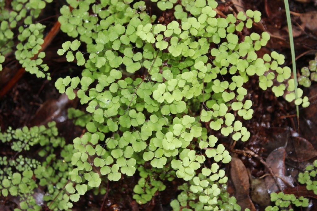 Types of Maidenhair Fern: A Comprehensive Guide - Foliage Friend ...