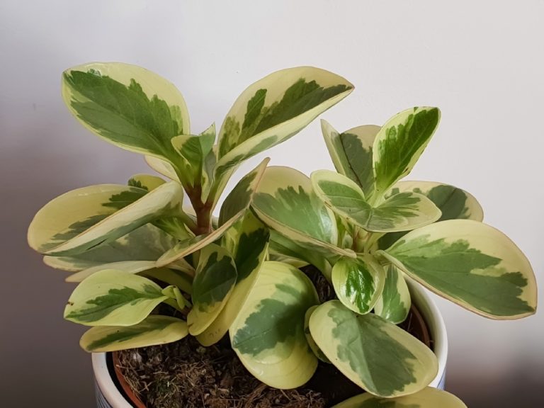 How Big Do Peperomia Plants Get: A Growth Guide - Foliage Friend ...