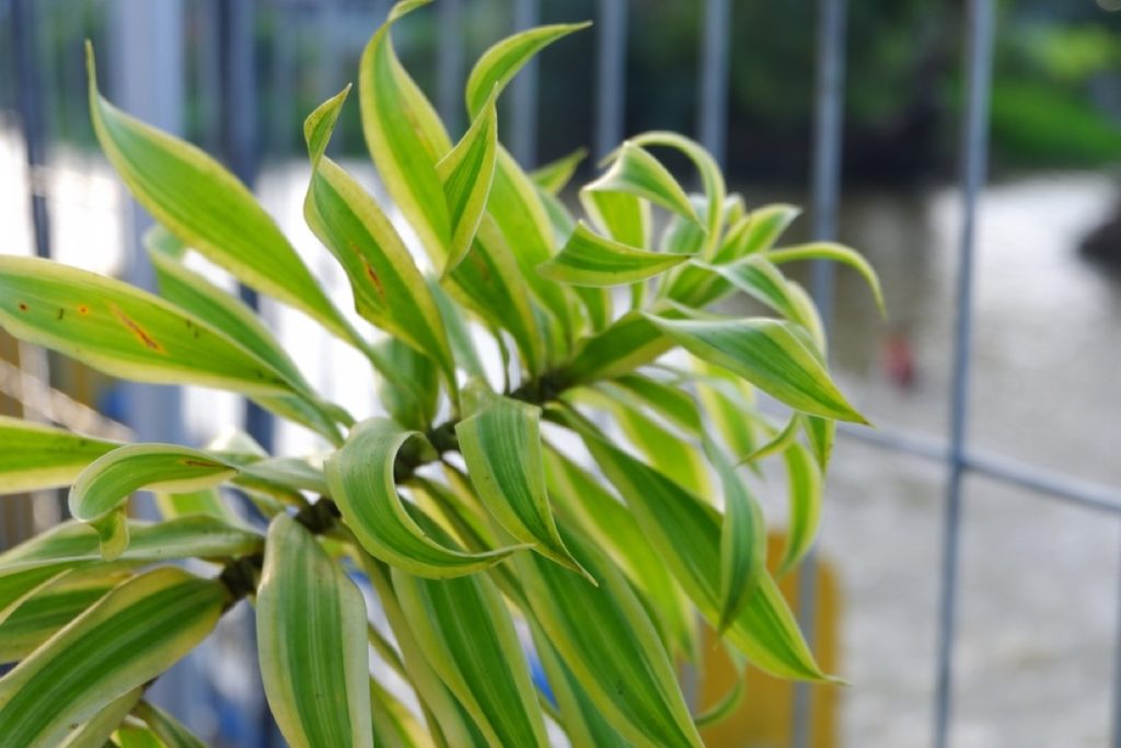 How to Care for Dracaena Fragrans: Expert Tips and Guidelines - Foliage ...