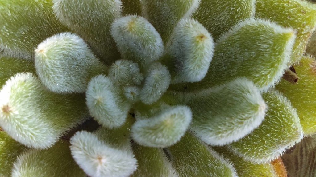 What is Echeveria: A Detailed Guide to Succulent Care - Foliage Friend ...