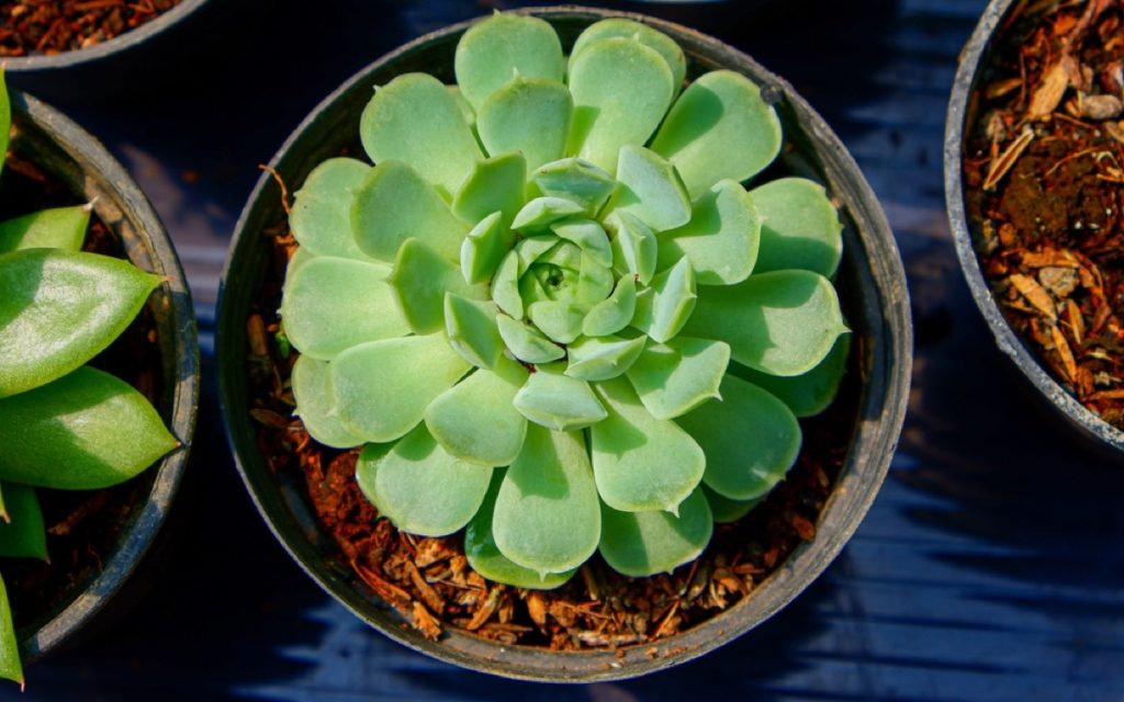 What is Echeveria: A Detailed Guide to Succulent Care - Foliage Friend ...