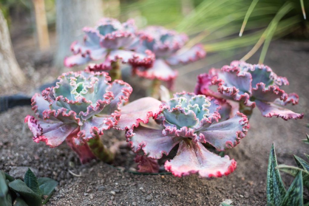 Purple Echeveria Types: A Succulent Varieties Guide - Foliage Friend ...
