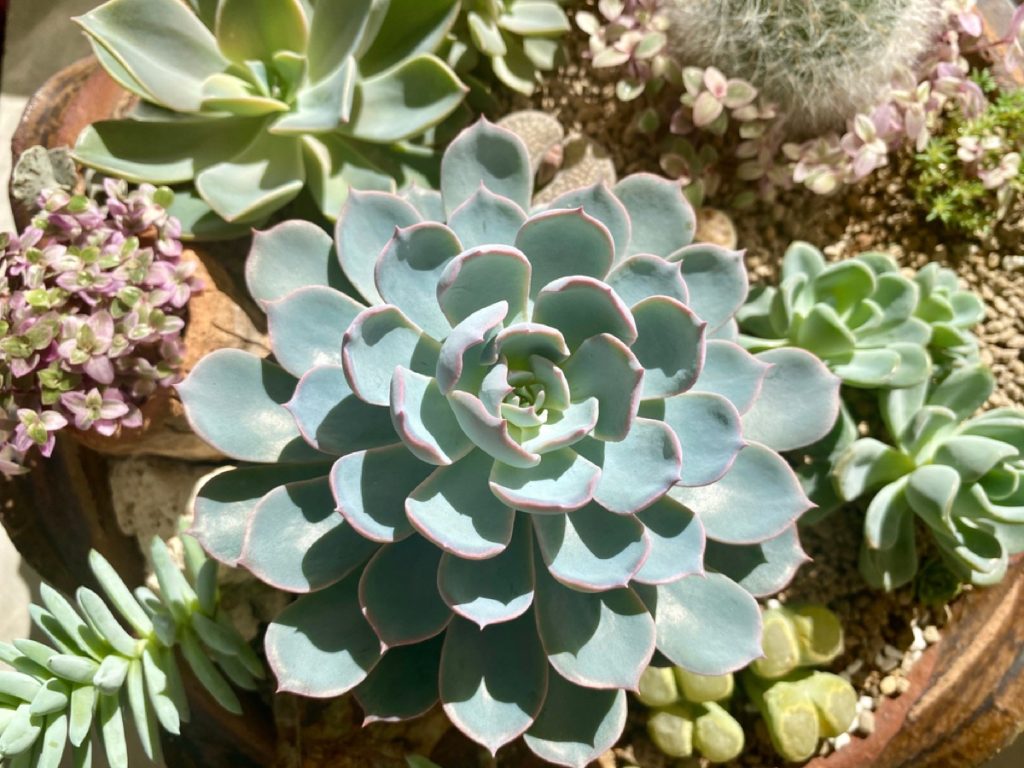 How to Repot Echeveria: Expert Guide for Succulent Care - Foliage ...
