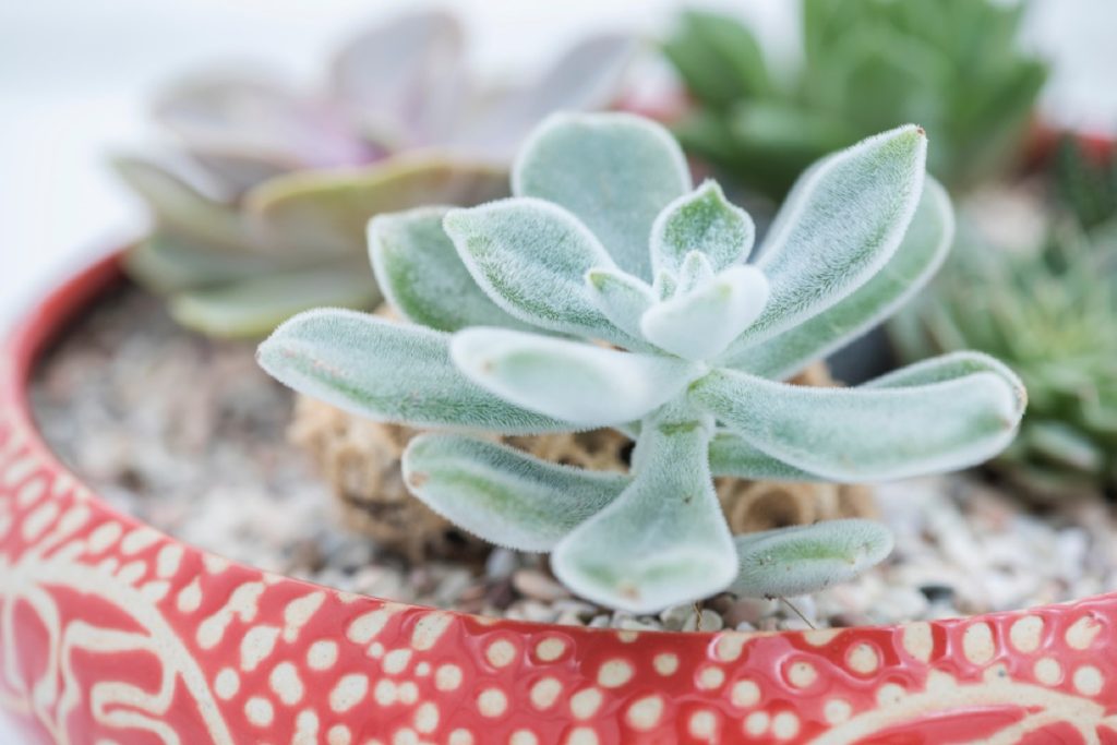 Echeveria Doris Taylor vs Setosa: The Fuzzy Details - Foliage Friend ...