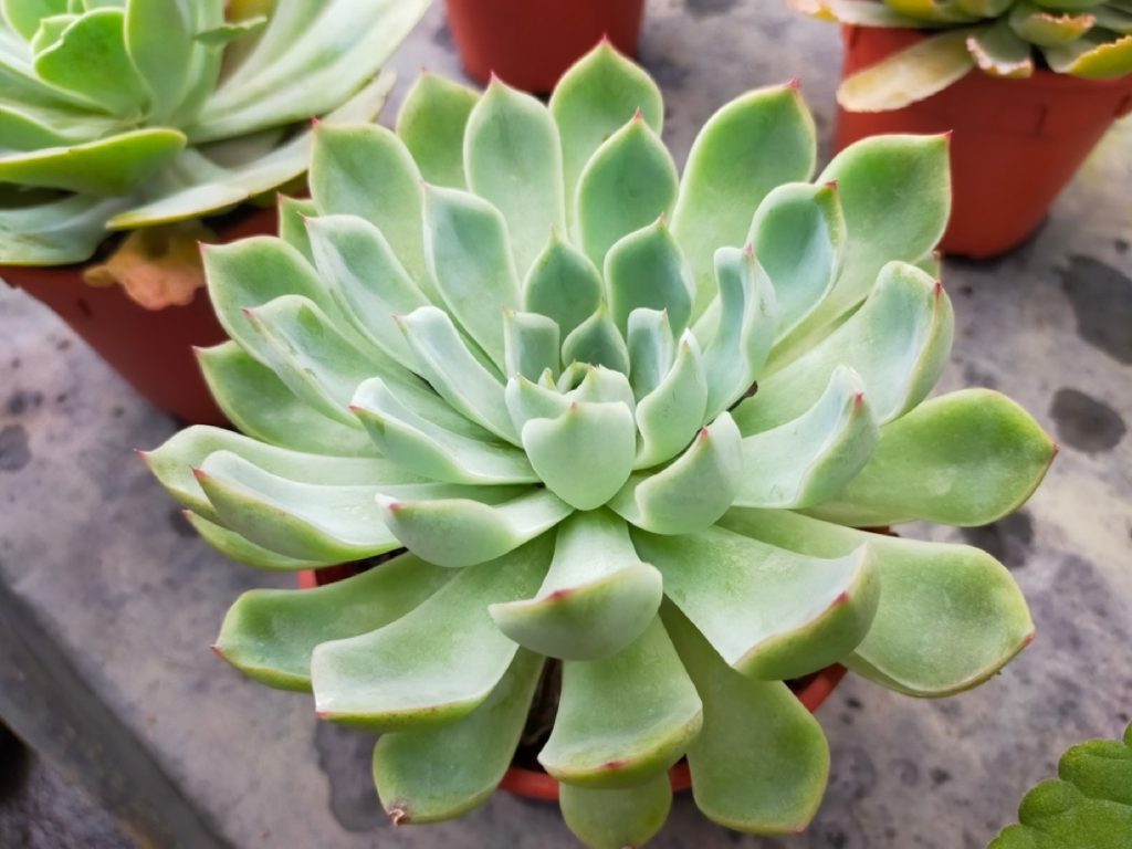 Echeveria Types: A Comprehensive Guide to Varieties - Foliage Friend ...