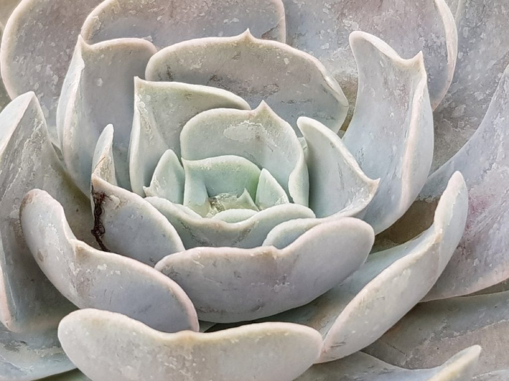 Fuzzy Echeveria Types: A Guide to Unique Succulents - Foliage Friend ...