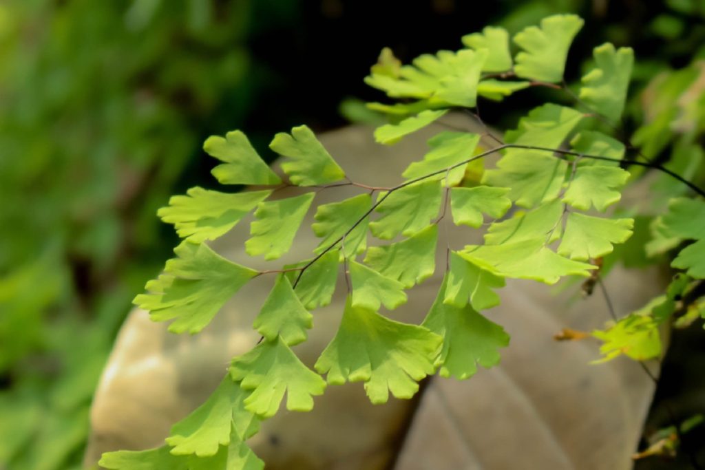 Maidenhair Fern vs Himalayan: Key Differences Explored - Foliage Friend ...