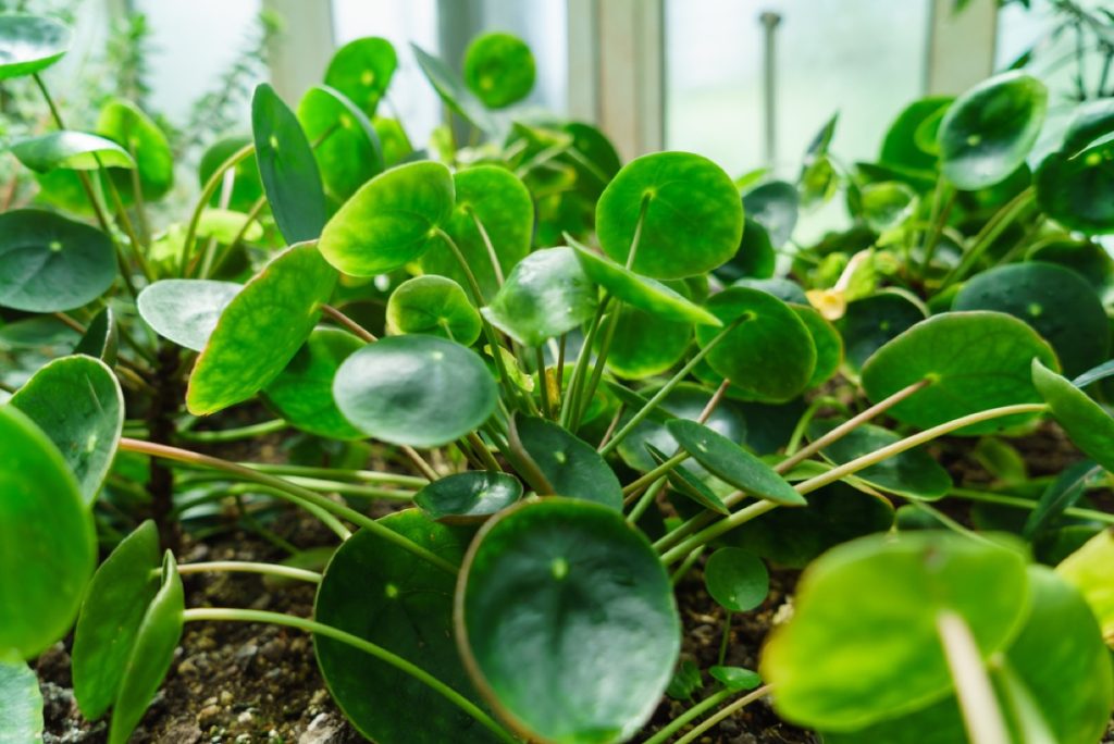 Pilea Types: A Concise Guide to Popular Varieties - Foliage Friend ...