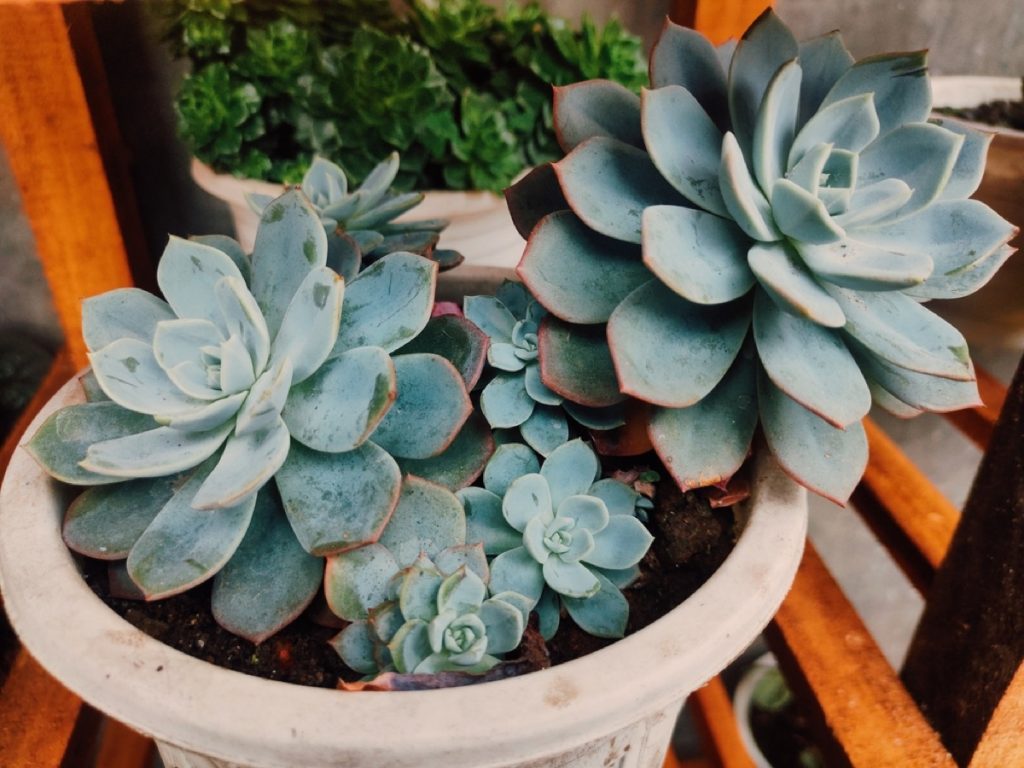 Echeveria Light Requirements: A Succulent Care Guide - Foliage Friend ...