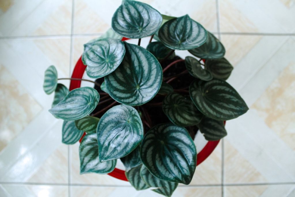 How Big Do Peperomia Plants Get: A Growth Guide - Foliage Friend ...