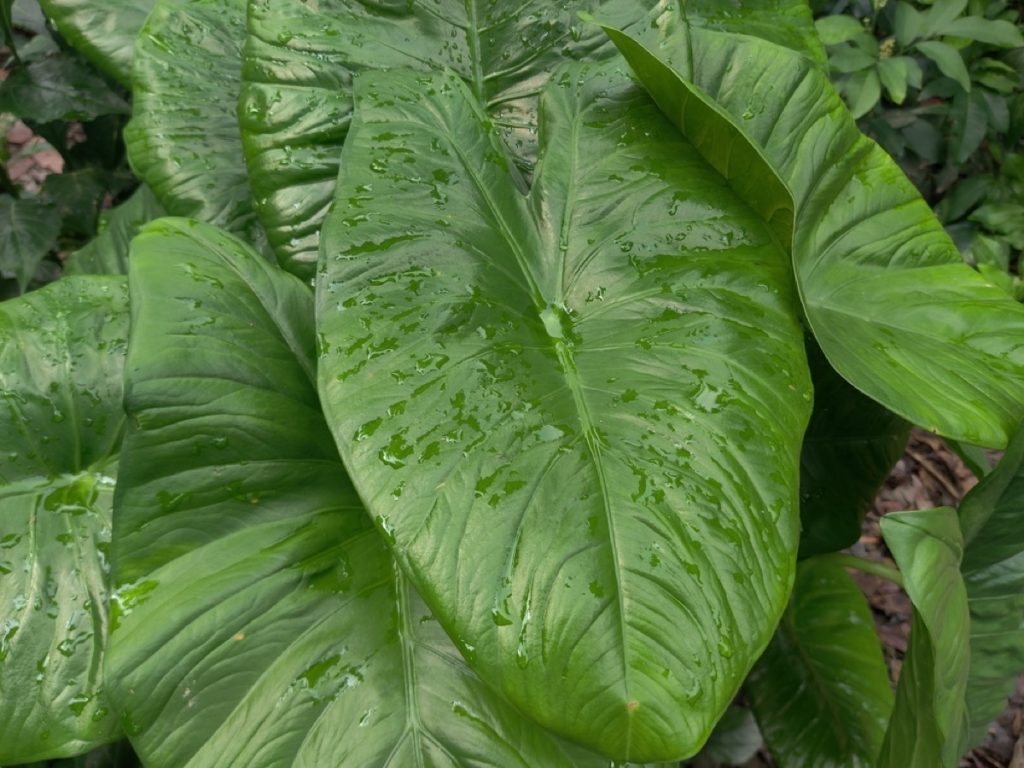 How to Plant Elephant Ear Bulbs Indoors: A Simple Guide - Foliage ...