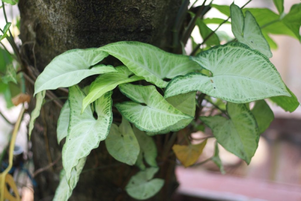 How Often to Water Arrowhead Plant: Expert Guide - Foliage Friend - Learn About Different Types ...