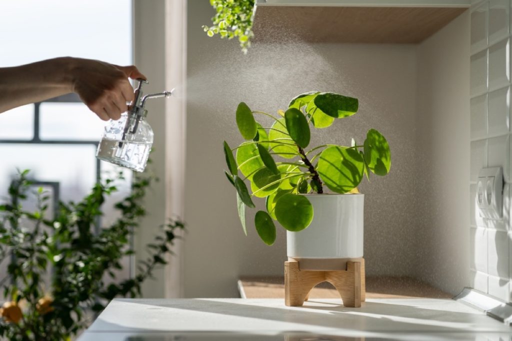 Pilea Types: A Concise Guide to Popular Varieties - Foliage Friend ...