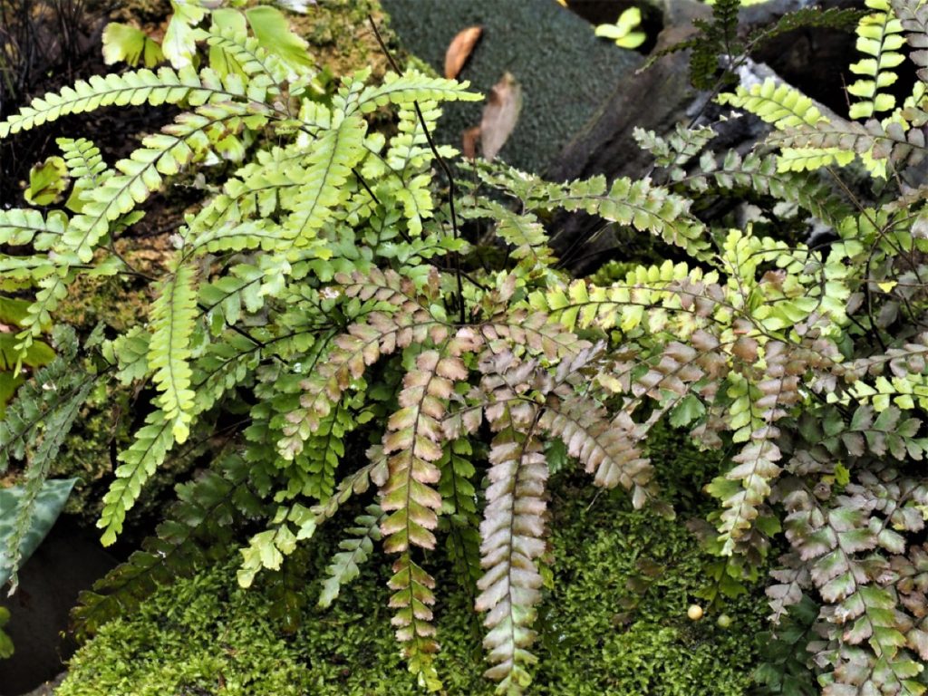 How to Grow Maidenhair Fern Outdoors: Expert Guide - Foliage Friend ...
