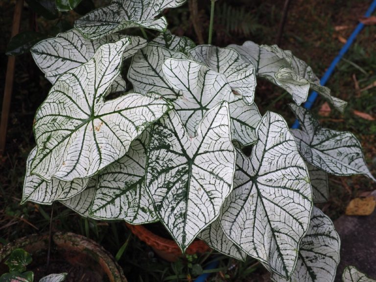 How to Care for Arrowhead Plant: Expert Tips & Tricks - Foliage Friend ...