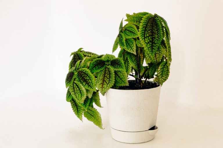 Pilea Light Requirements: Essential Guide for Healthy Growth - Foliage ...