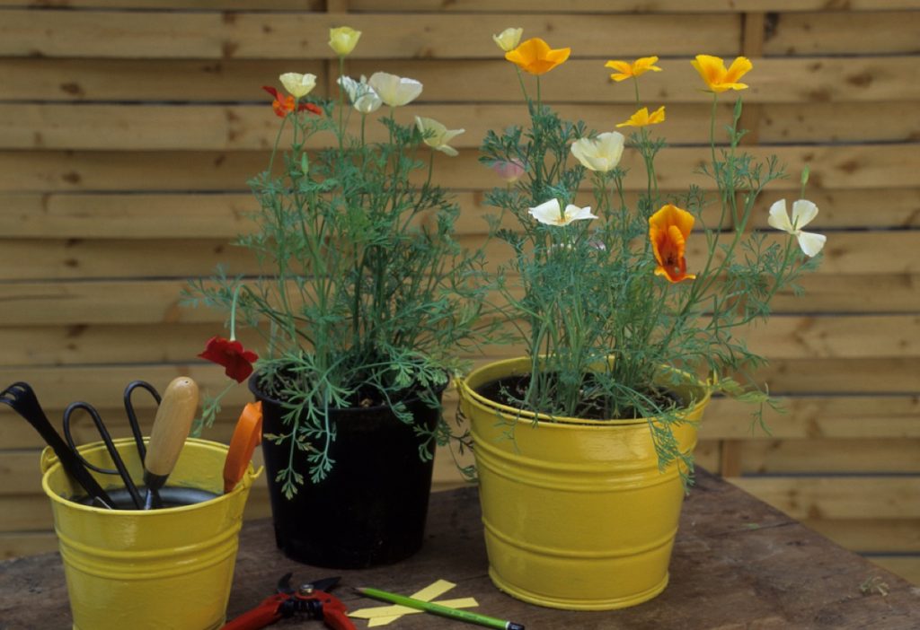 How to Care for Poppies in a Pot: Ultimate Guide for Thriving Plants ...