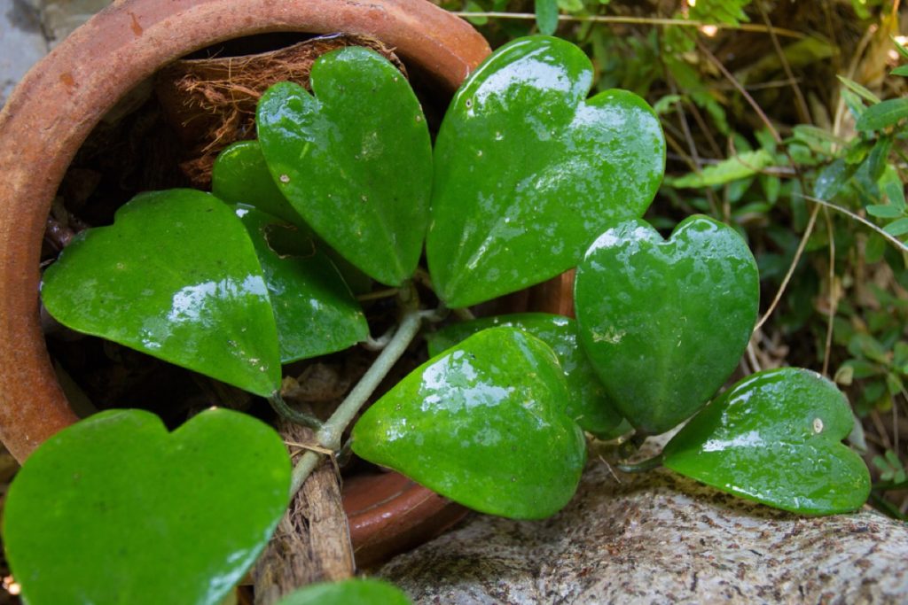 Hoya Plant Light Requirements: Essential Guide for Thriving - Foliage ...