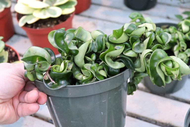 How to Trim a Hoya Plant: Expert Tips for Healthy Growth - Foliage ...