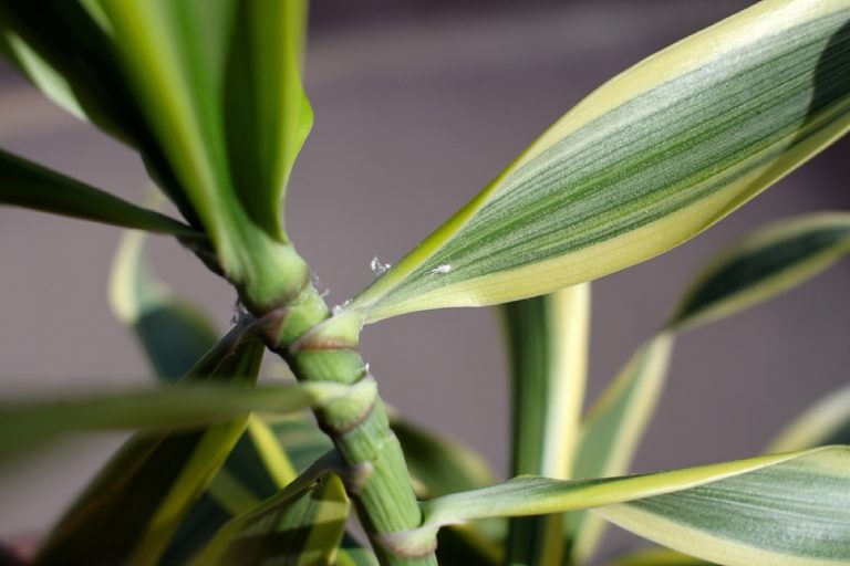 How to Care for Dracaena Mass Cane: Expert Tips - Foliage Friend ...