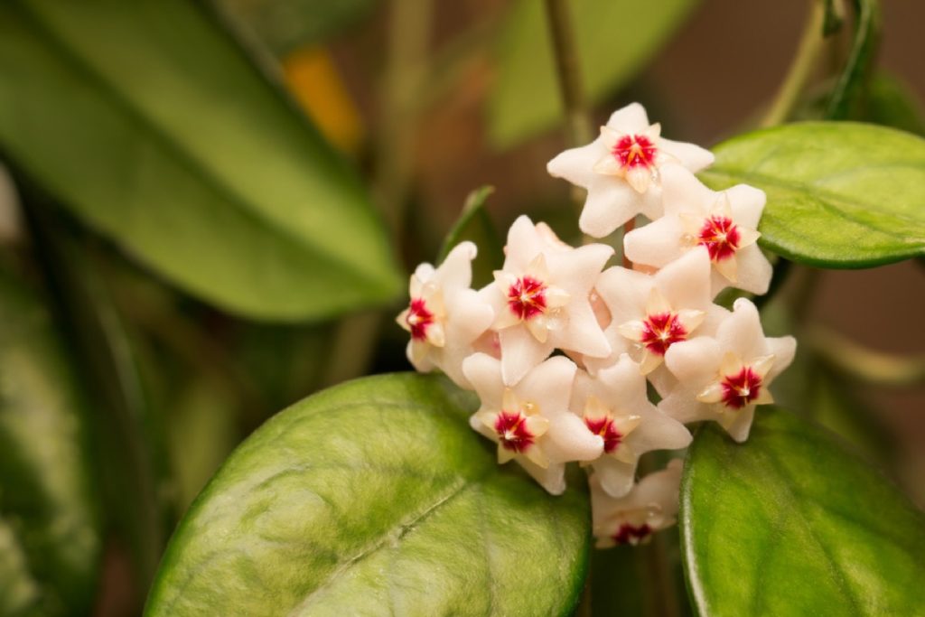 Hoya Plant Types: A Comprehensive Guide to Varieties - Foliage Friend ...
