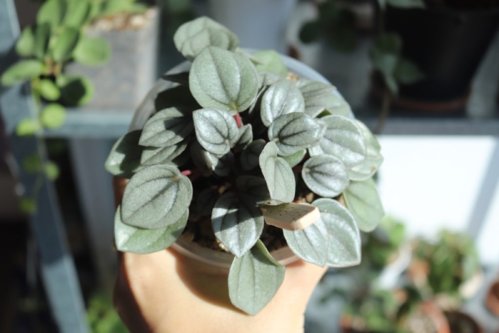 How Big Do Peperomia Plants Get: A Growth Guide - Foliage Friend ...