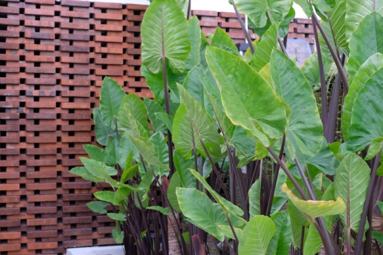 How to Care for Elephant Ear Plant Indoors: Expert Tips - Foliage ...