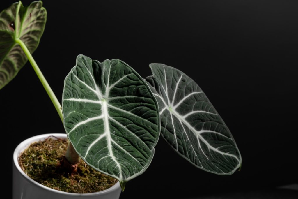 How to Plant Elephant Ear Bulbs in Pots: A Quick Guide - Foliage Friend ...