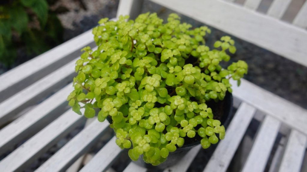 Pilea Types: A Concise Guide to Popular Varieties - Foliage Friend ...