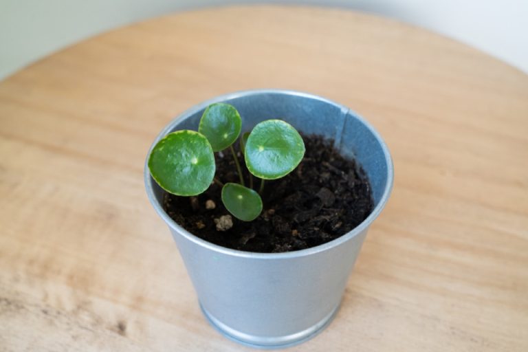 Pilea Light Requirements: Essential Guide for Healthy Growth - Foliage ...