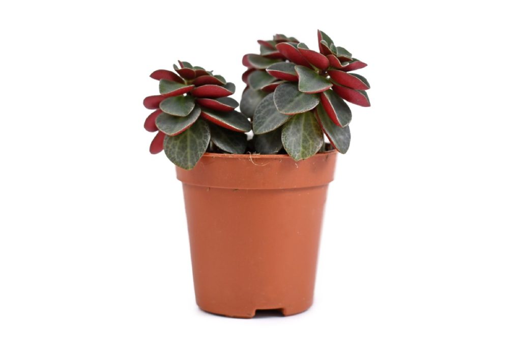 How To Repot A Peperomia: Expert Tips - Foliage Friend - Learn About ...