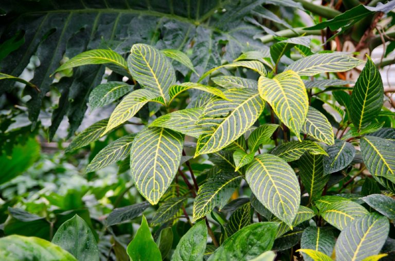 How to Propagate Zebra Plant: Simple Guide to Success - Foliage Friend ...