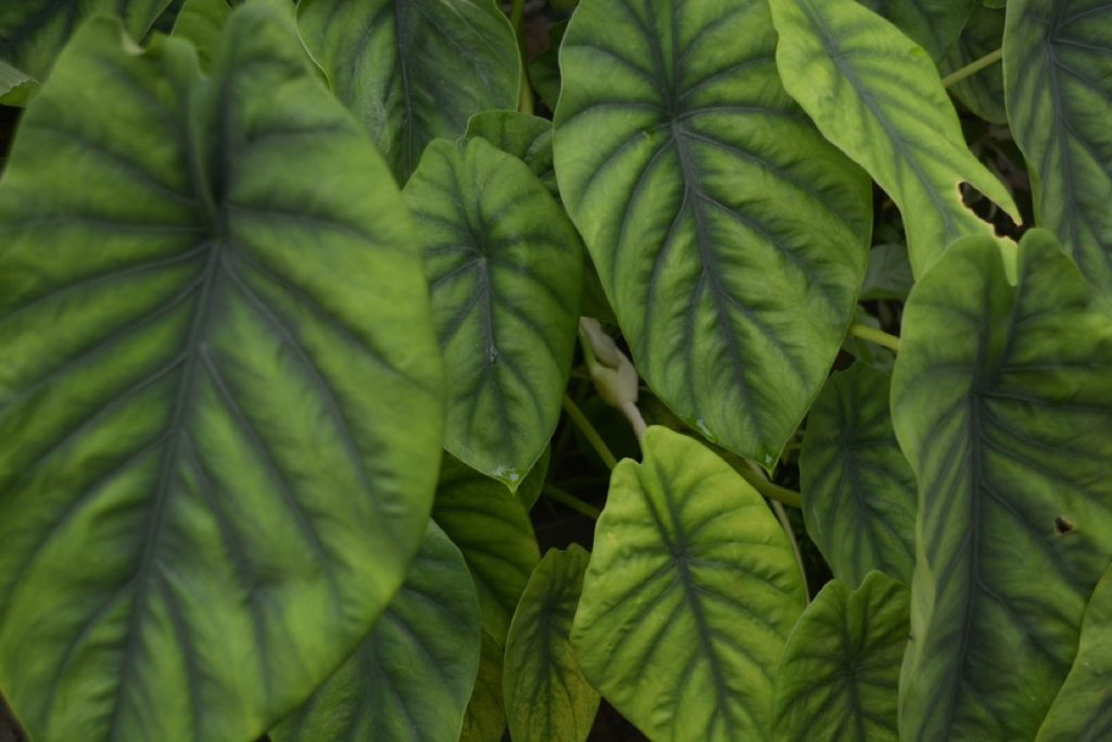 How to Plant Elephant Ear Bulbs in Pots: A Quick Guide - Foliage Friend ...