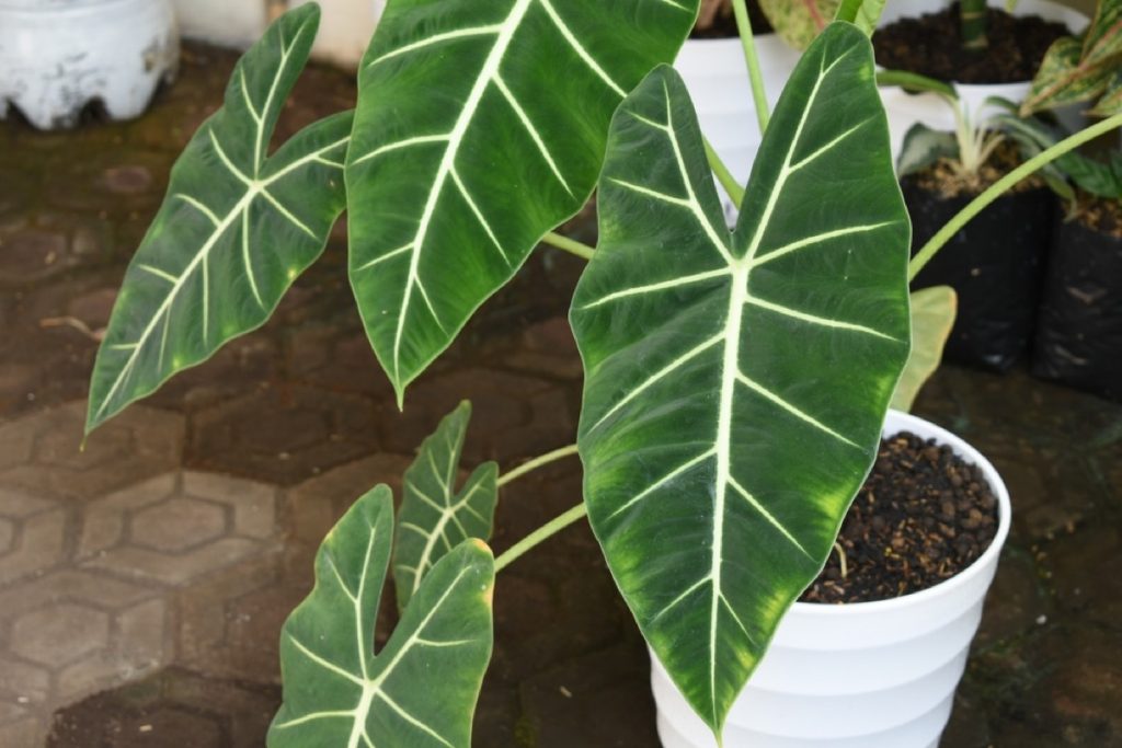 What Does an Elephant Ear Plant Look Like: A Visual Guide - Foliage ...