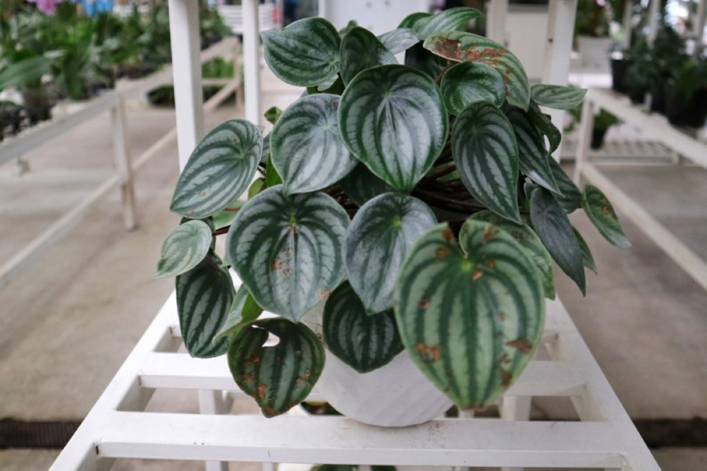How To Repot A Peperomia: Expert Tips - Foliage Friend - Learn About ...