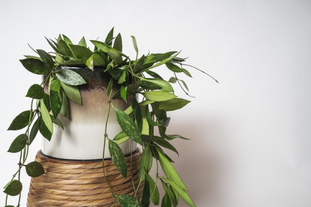Hoya Plant Types: A Comprehensive Guide to Varieties - Foliage Friend ...