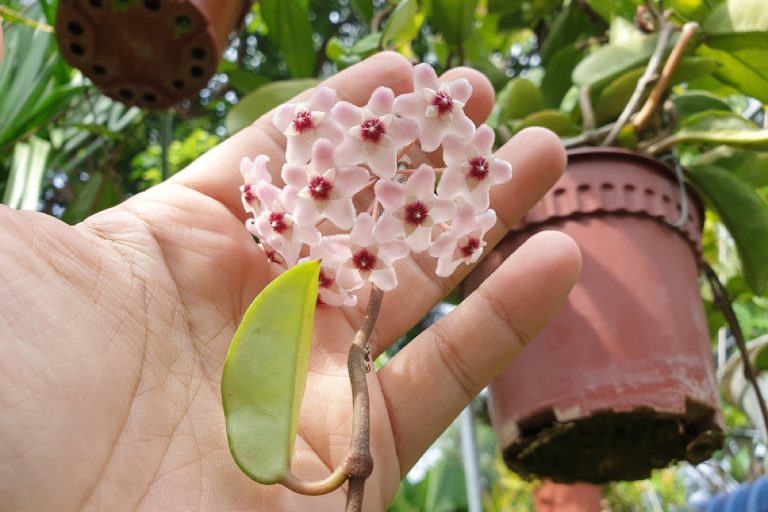 Hoya Plant Types: A Comprehensive Guide to Varieties - Foliage Friend ...