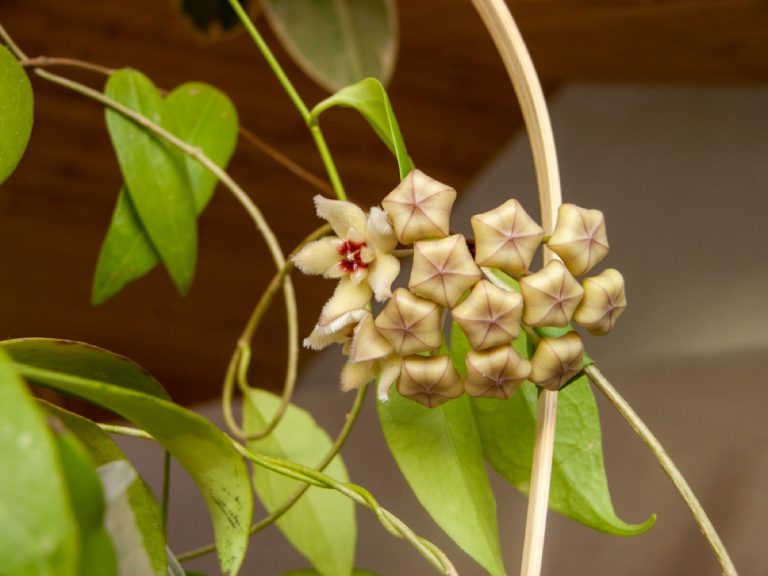 How to Care for a Hoya Rope Plant: Expert Tips and Guide - Foliage ...