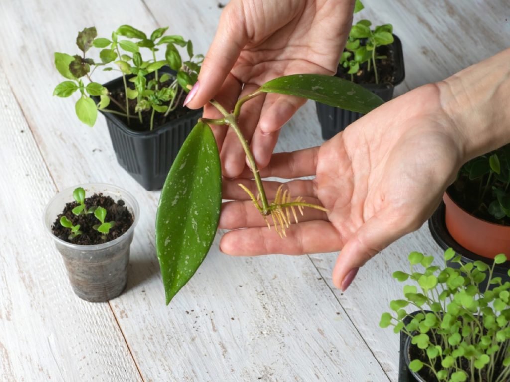 How to Trim a Hoya Plant: Expert Tips for Healthy Growth - Foliage ...