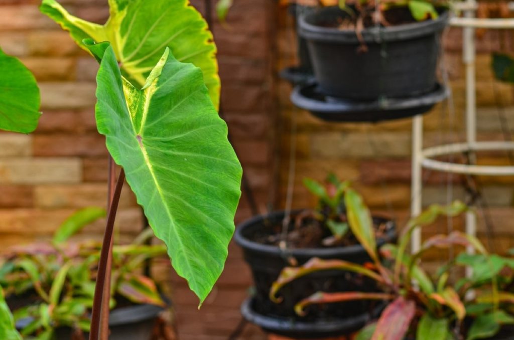 Which Way Do You Plant Elephant Ear Bulbs: A Quick Guide - Foliage ...