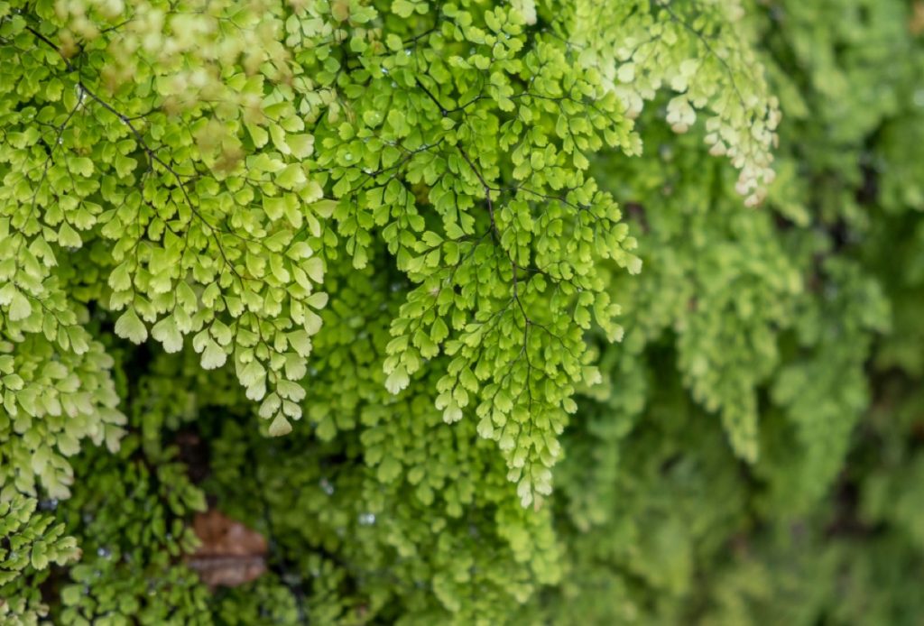 Types of Maidenhair Fern: A Comprehensive Guide - Foliage Friend ...
