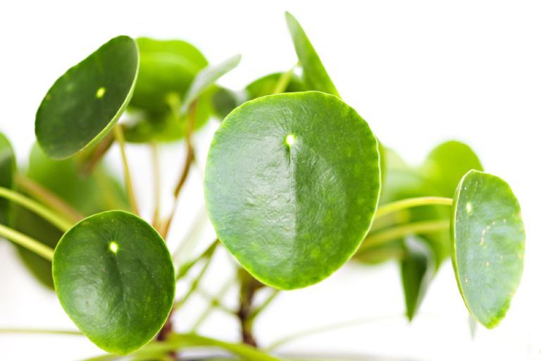 Pilea Types: A Concise Guide to Popular Varieties - Foliage Friend ...