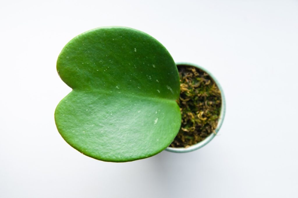 How to Care for a Hoya Plant: Expert Tips and Tricks - Foliage Friend ...