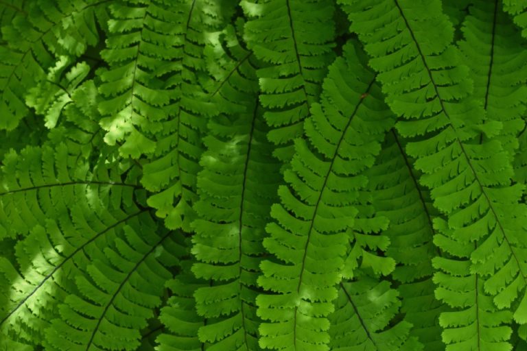 Christmas Fern vs Maidenhair Fern: Key Differences Explored - Foliage ...