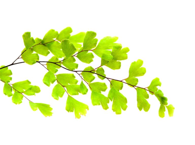How to Identify Maidenhair Fern: Expert Tips - Foliage Friend - Learn ...