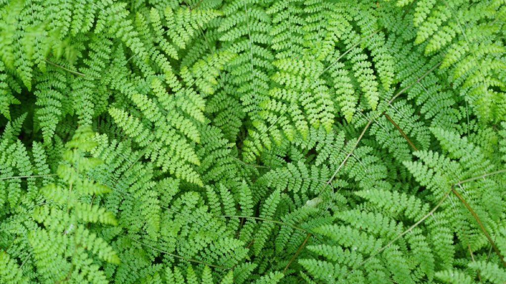 How to Grow Maidenhair Fern Outdoors: Expert Guide - Foliage Friend ...