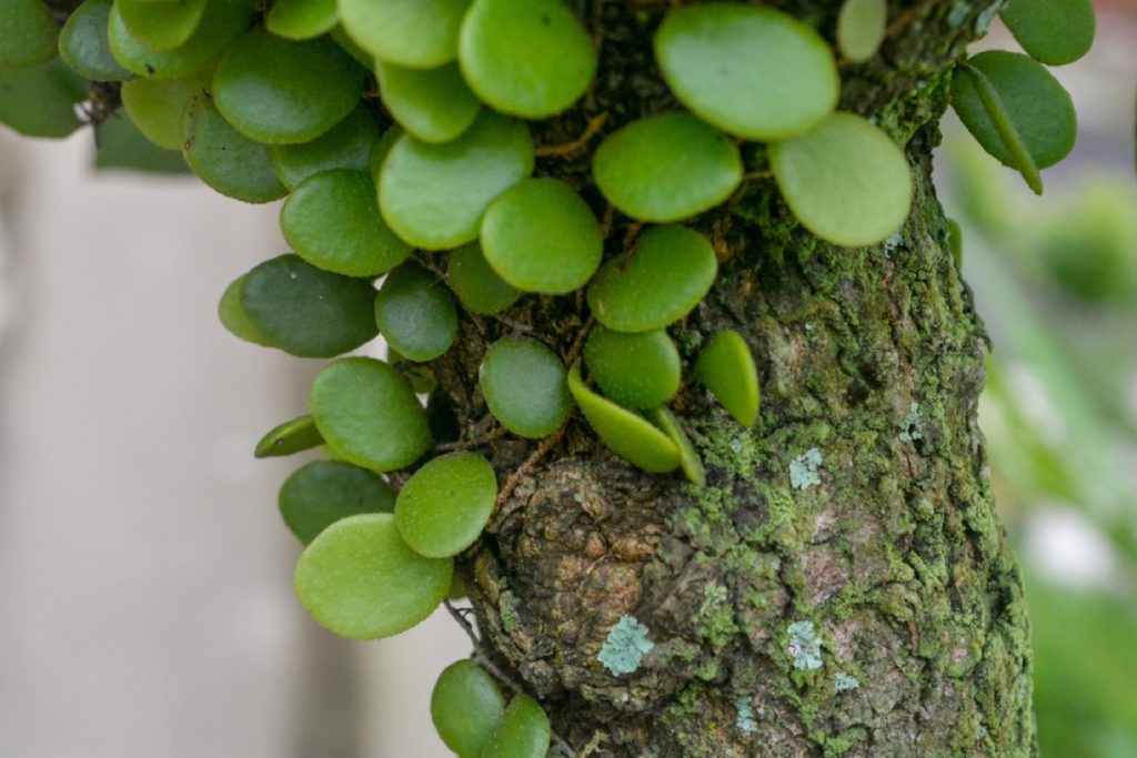 How To Repot A Peperomia: Expert Tips - Foliage Friend - Learn About ...